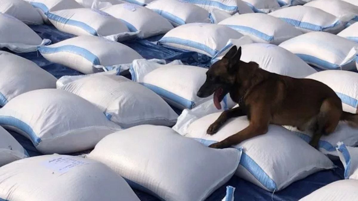 Dubai Customs seize massive drug haul using sniffer dogs | News | POST ...