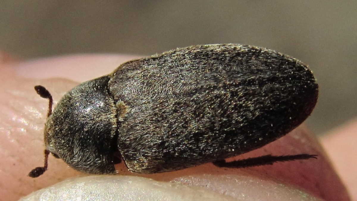 New import conditions to protect against khapra beetle in Australia ...