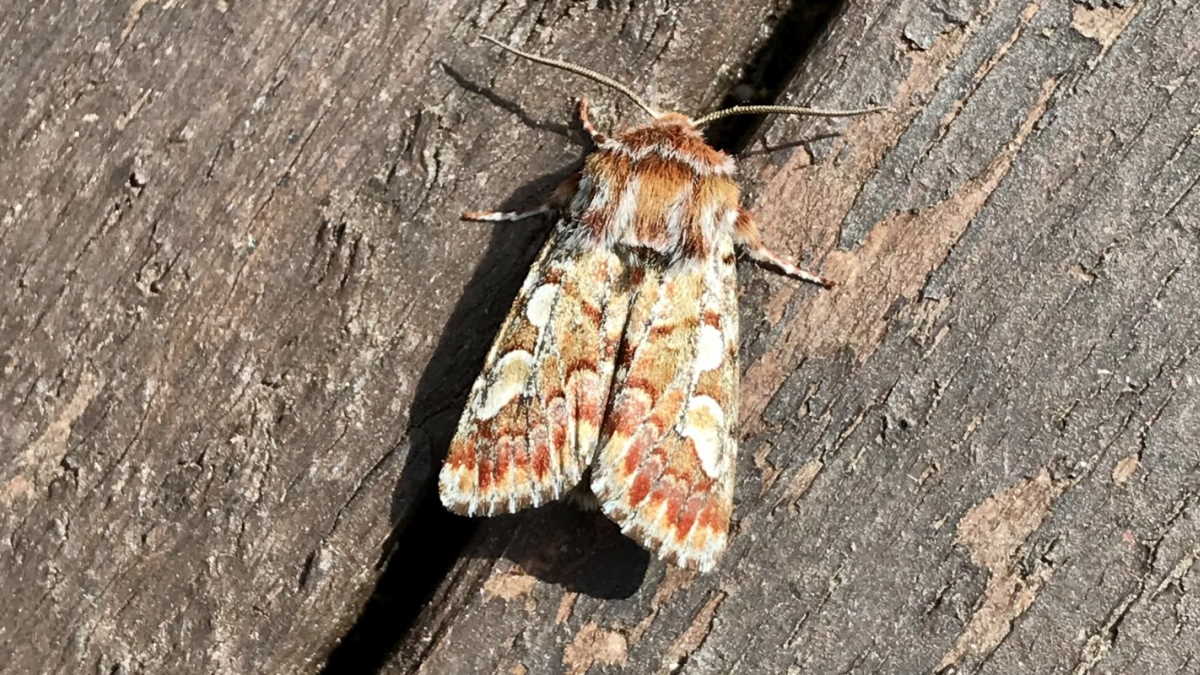 Finland: Climate change causing pine pest Panolis flammea to shift its ...