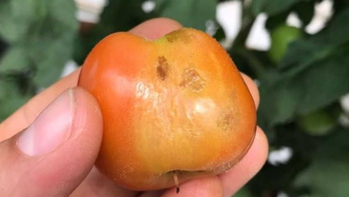 Switzerland tracking down tomato brown rugose fruit virus | Agrifish ...