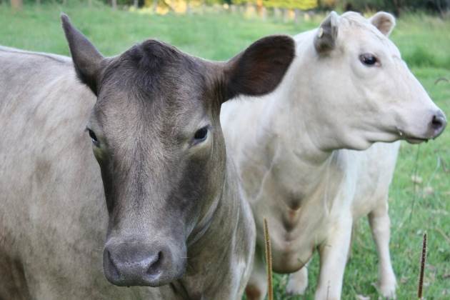 Cows’ body language may tell us what they are feeling | Agrifish | POST ...
