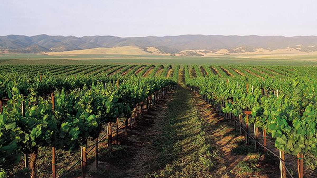 Scheid Vineyards net income $14.2 million | Earnings | POST Online Media