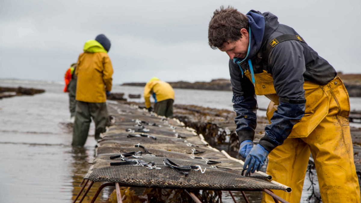 Scotland recorded highest ever level of mussel production in 2021 ...