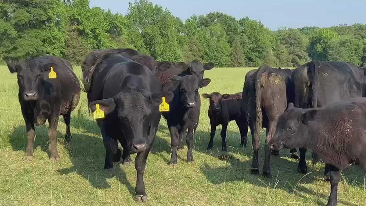 New beef co-op aims to expand processing, create South Carolina beef ...