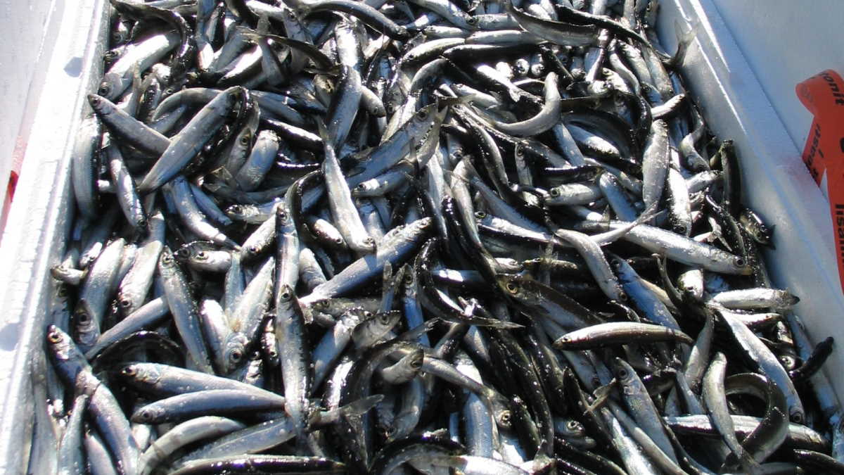 Global fisheries and aquaculture production reaches new record high ...