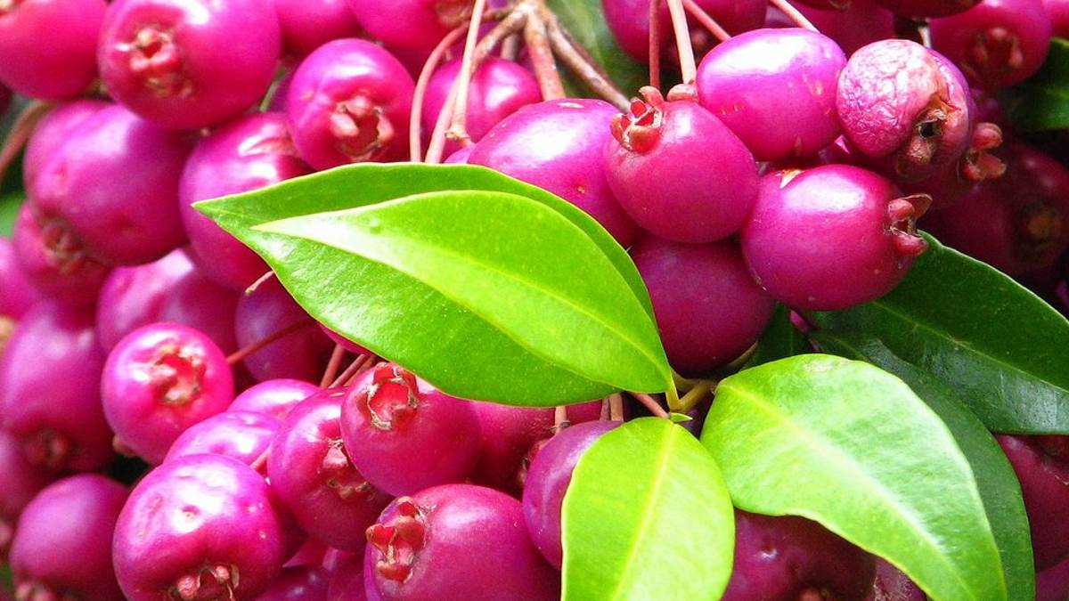 Australian berry industries redouble international trade focus ...