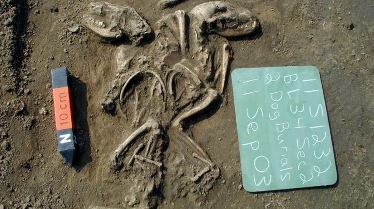 First dogs in the Americas arrived from Siberia, disappeared after ...