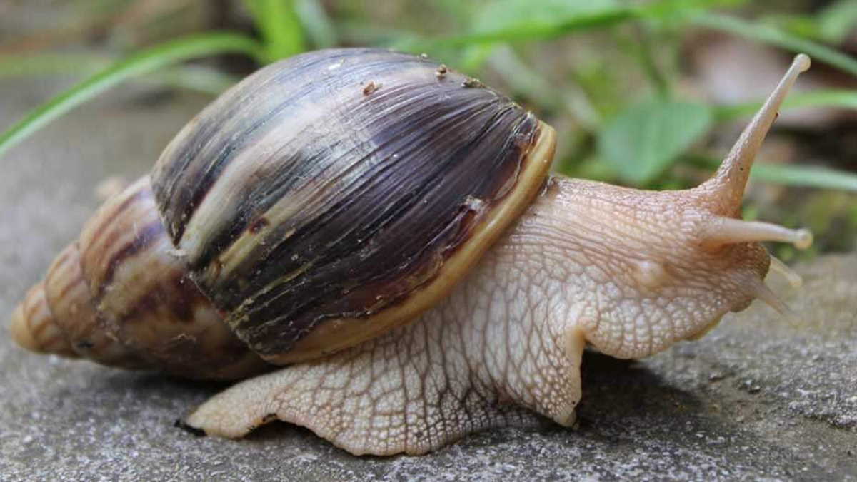 More than 1,000 invasive giant African snails captured in Florida ...