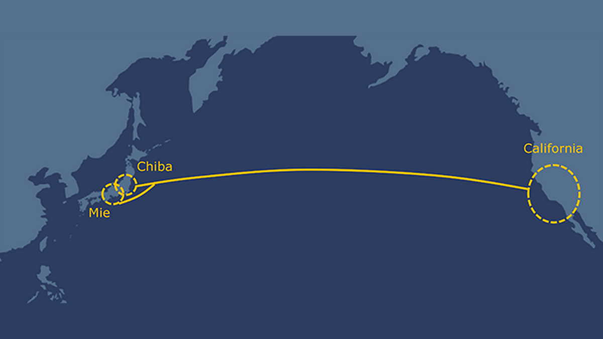 NEC to build new trans-Pacific cable | Companies | POST Online Media
