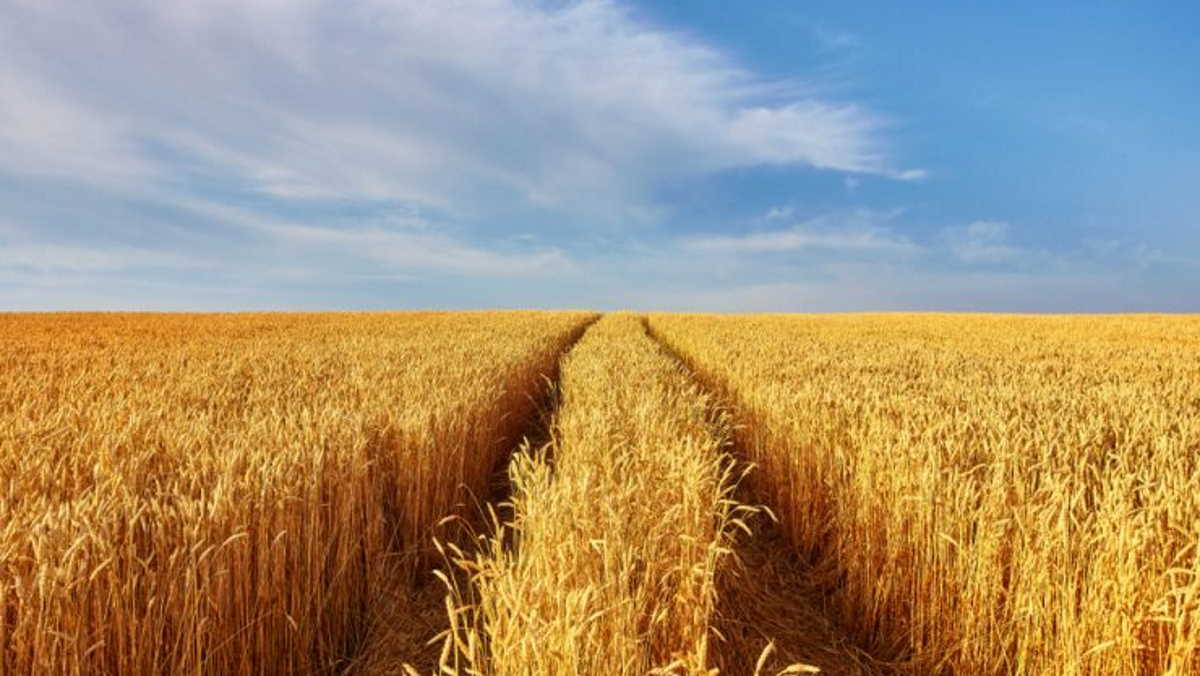 Ukraine eliminates licensing of wheat exports, allows oat exports ...