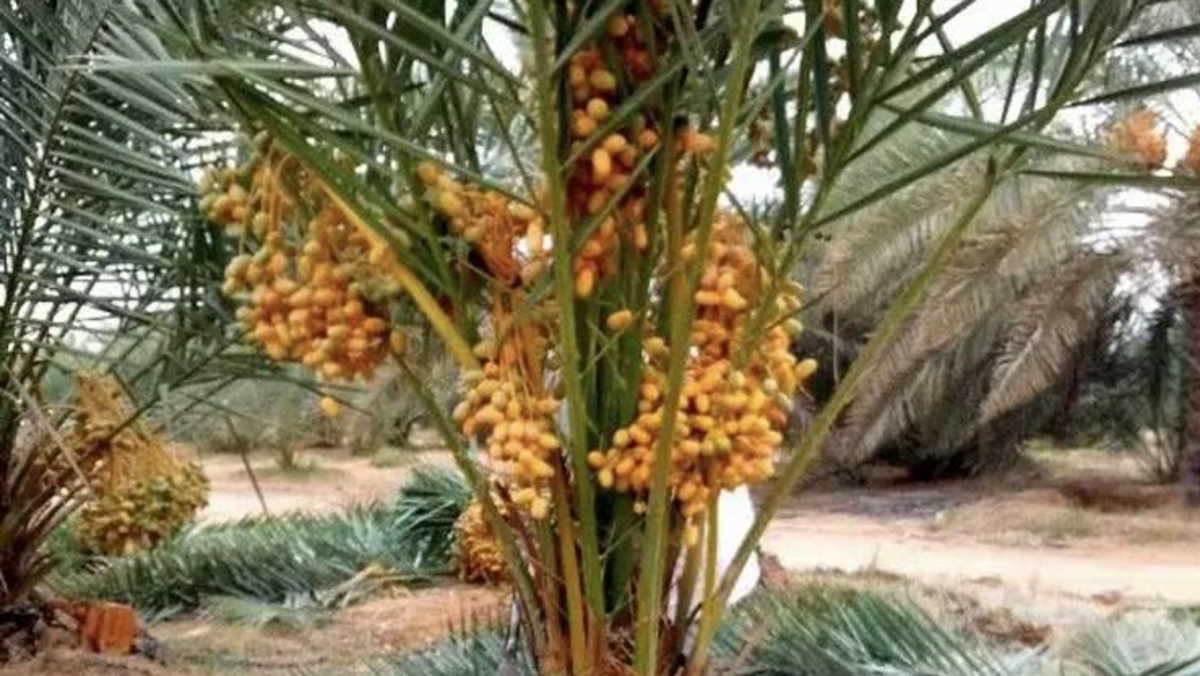 More than 100 local farms will showcase their products at Local Dates ...