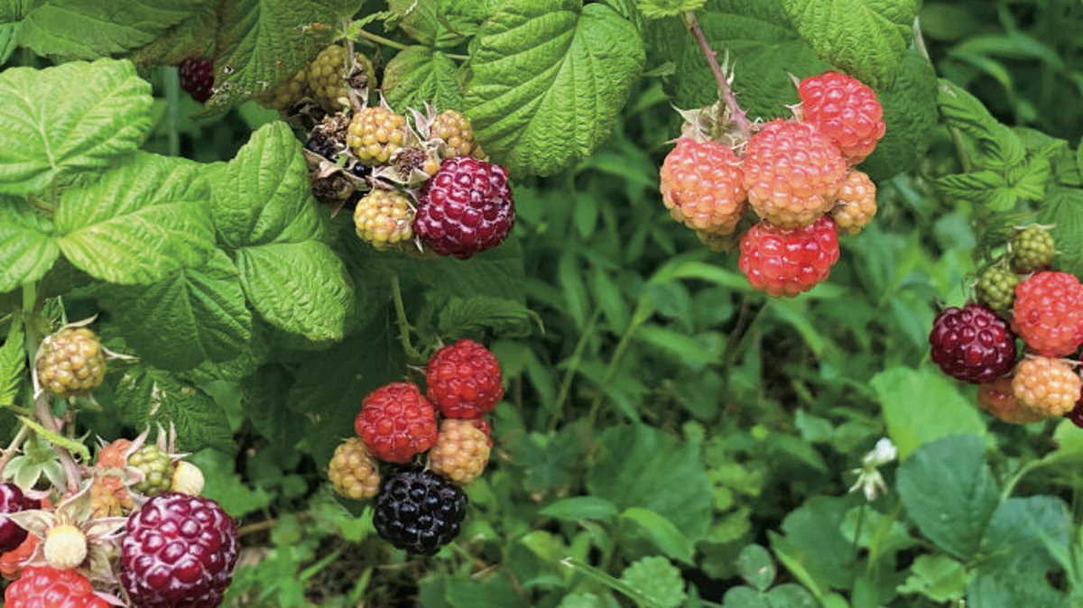 Poland asks EC to add frozen raspberries, strawberries from Ukraine to ...