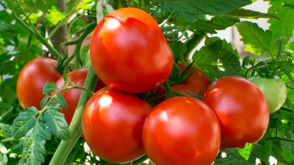 Even fewer EU tomato exports in 2023 | Agrifish | POST Online Media