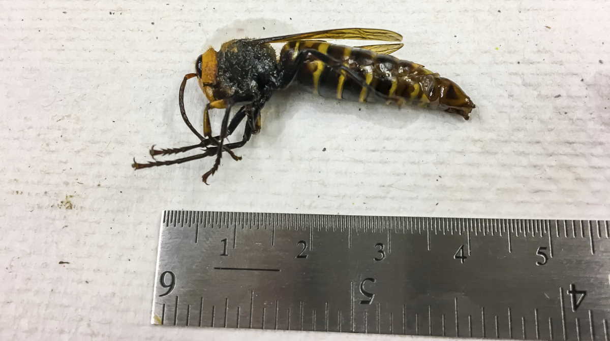 Washington traps male Asian giant hornet weeks earlier than anticipated ...