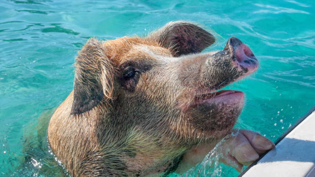 Big Major Cay, Bahamas, the island where feral pigs have their paradise ...