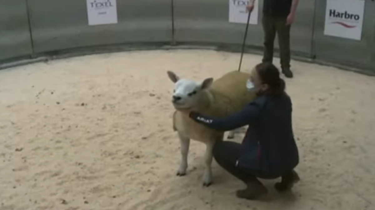 Scotland: World's most expensive sheep sold for £367,500 | Agrifish ...