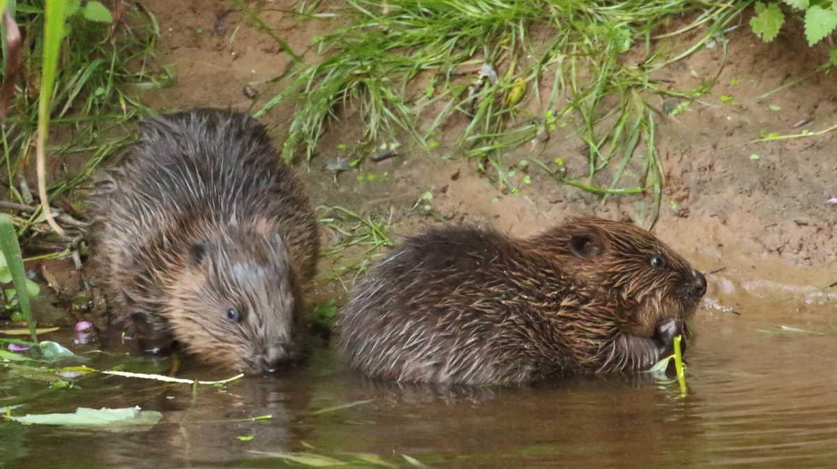 England's first wild beavers for 400 years can stay | Meantime | POST ...