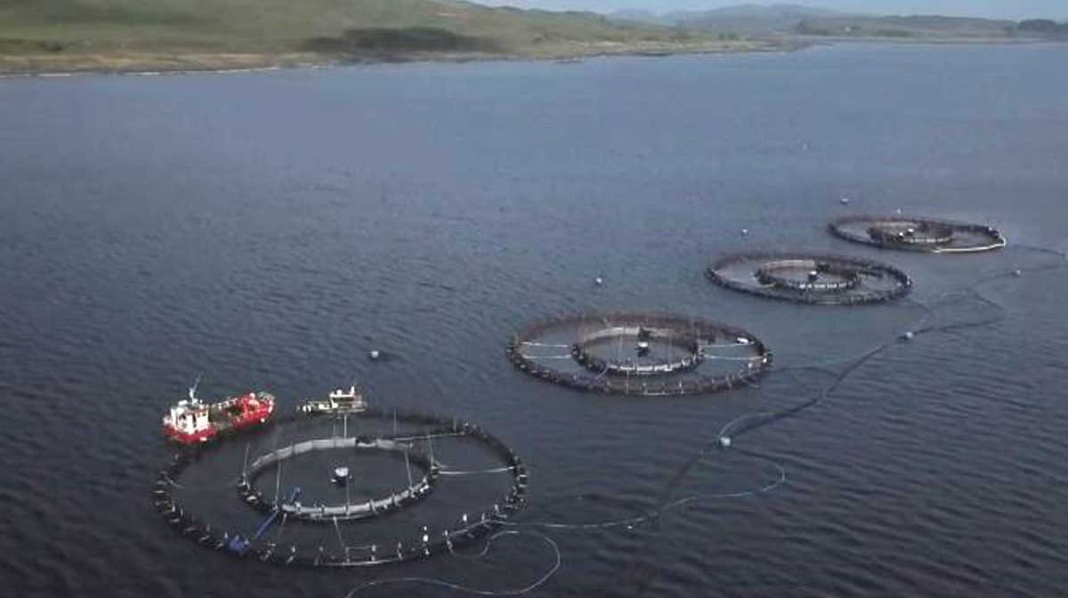 Nearly 50,000 salmon escape from Scottish fish farm | Agrifish | POST ...