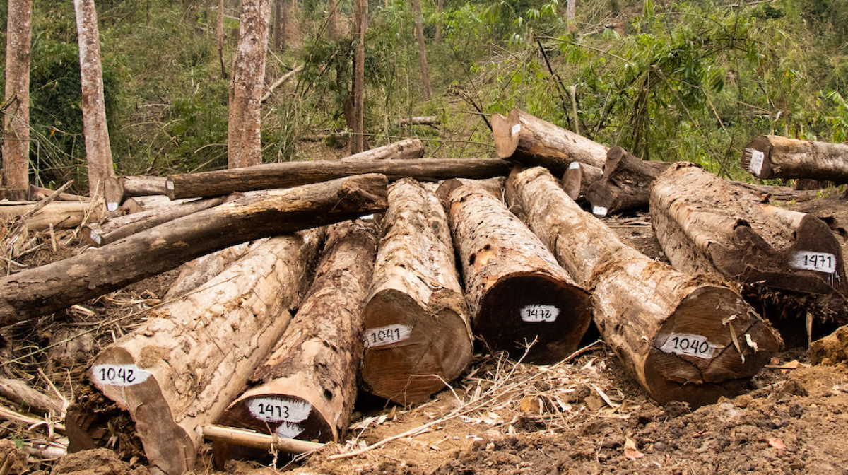 Over 50 tons of illegal timber seized in Myanmar's southern state in ...