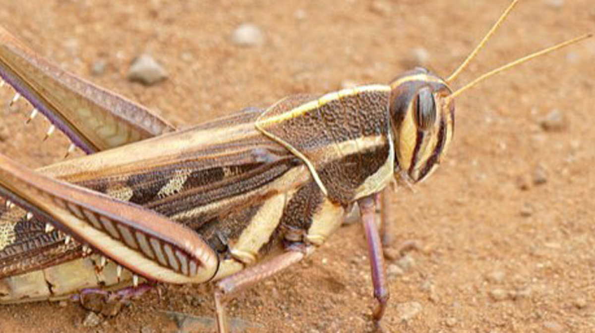 Namibia experiences second red locusts outbreak | Agrifish | POST ...