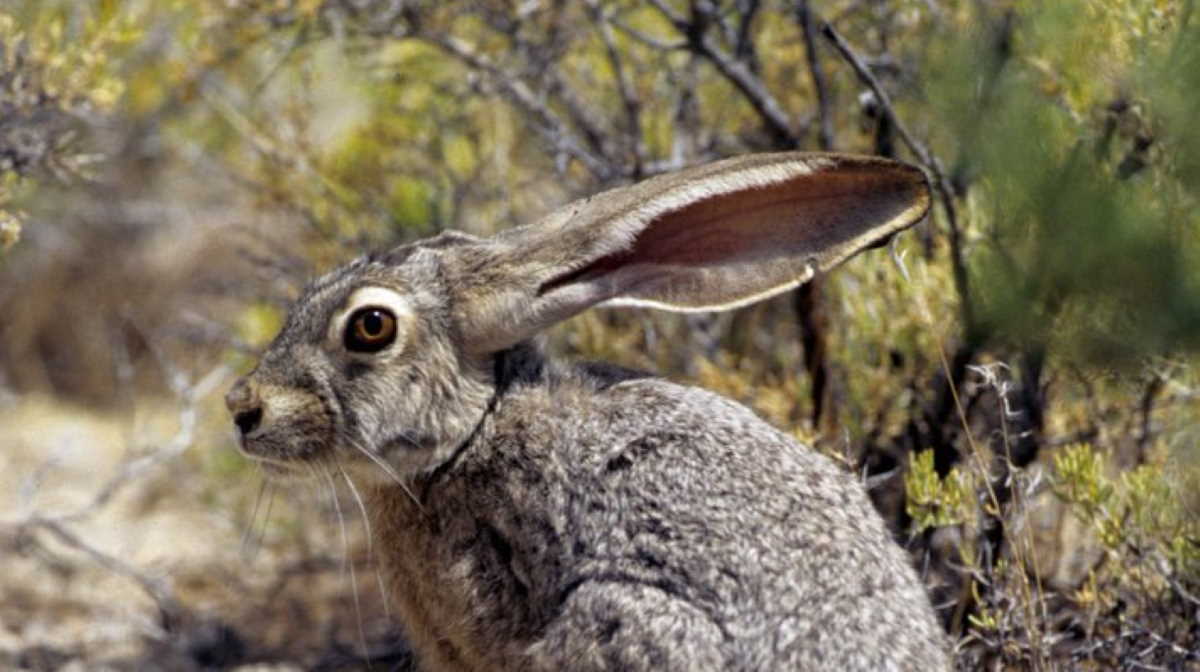 Oregon announces update on Rabbit Hemorrhagic Disease | Agrifish | POST ...