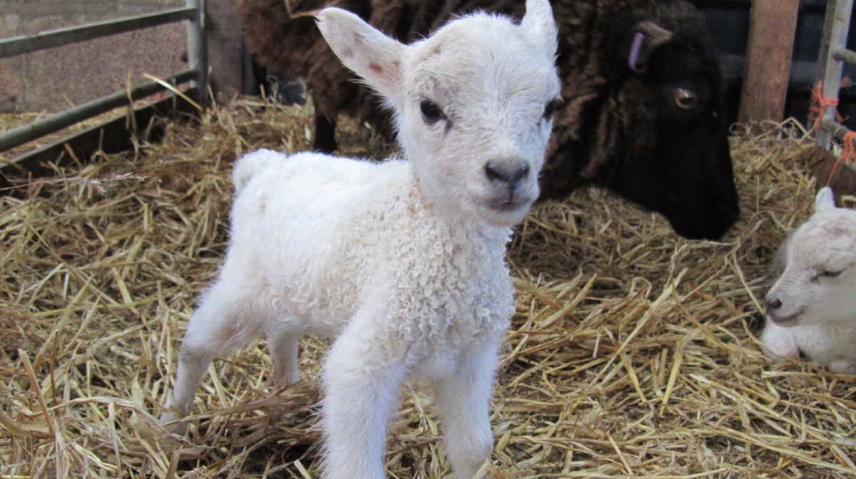 Colorado: Ram diagnosed with rabies in El Paso County | Agrifish | POST ...