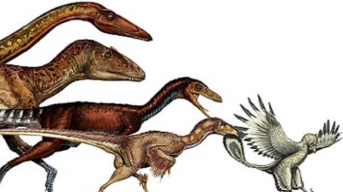 Most close relatives of birds neared potential for powered flight ...