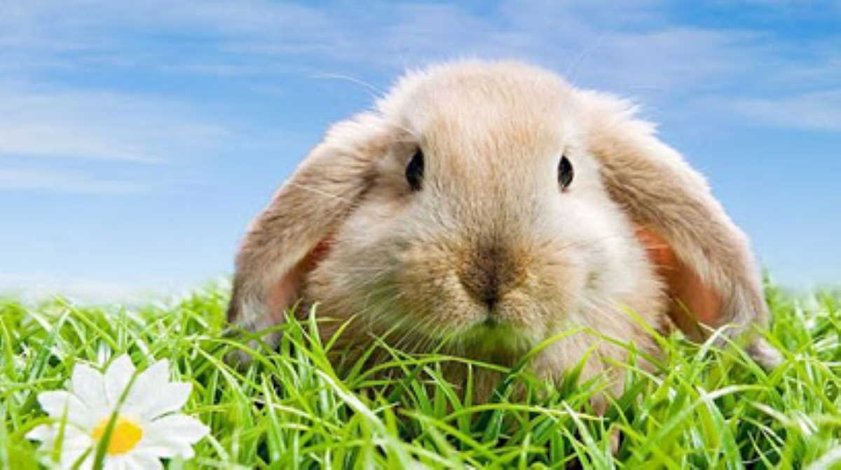 Georgia confirmed Rabbit Hemorrhagic Disease Virus 2 (RHDV2) in ...