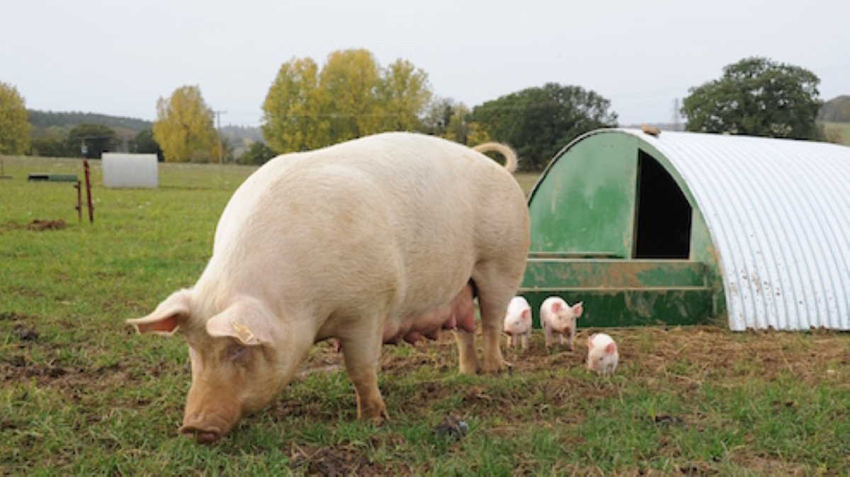 Northern Ireland pig farmers to get Â£1.6 million in COVID-19 support ...