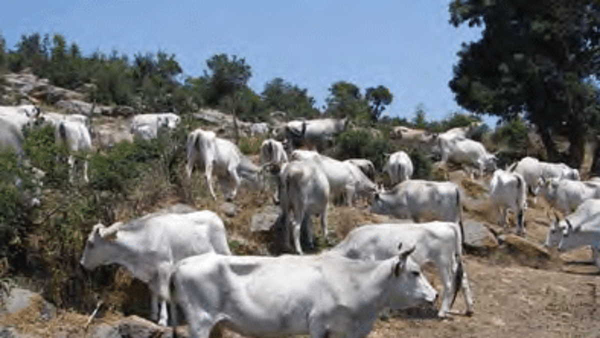 Turkey to import 150,000 head of fattening male cattle | Agrifish ...