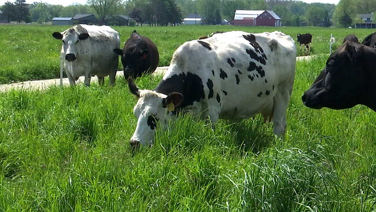 New York's agriculture: Nearly $1 billion in wages, $3.3 billion in GDP ...