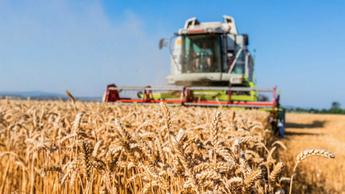 Russia on track to record wheat harvest | Agrifish | POST Online Media