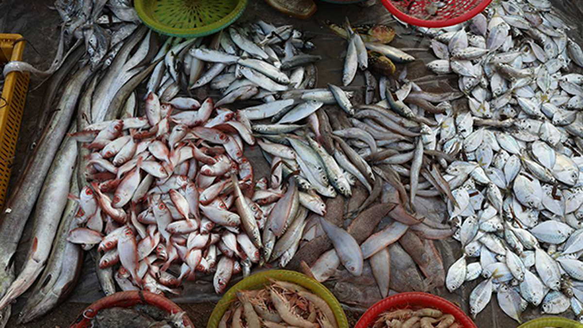 Vietnam: Seafood export value expected to reach $7.8 billion per year ...