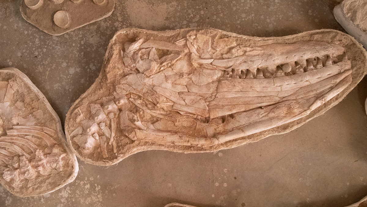 Scientists discover fossils of giant sea lizard that ruled the oceans ...