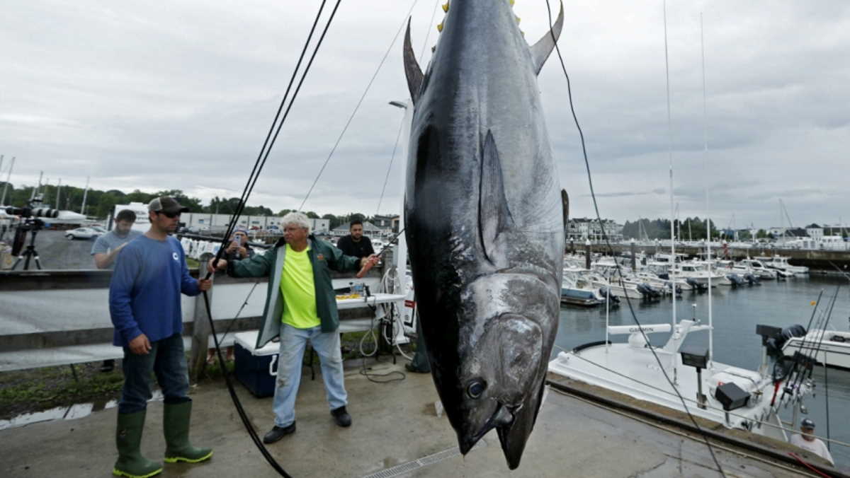 UK opens more opportunities for sustainable Atlantic bluefin tuna ...