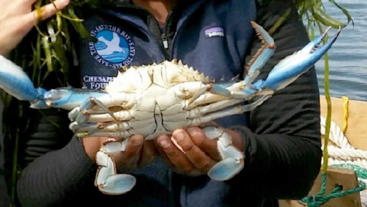 Aggressive blue crab invasion threatens farmers in northeastern Italy ...
