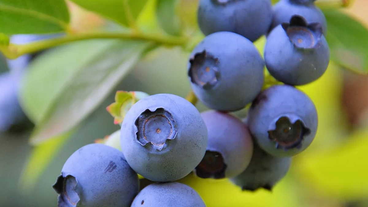 Washington State No 1 blueberry producer in world | Agrifish | POST ...