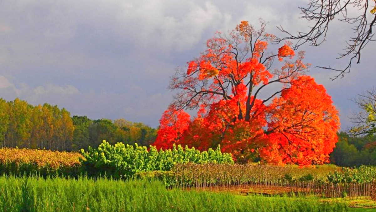 Canada confirms 2 billion trees program exceeding planting goals, will ...