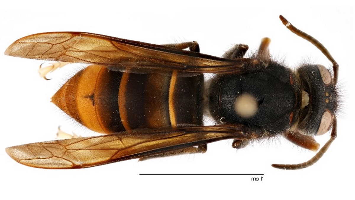 Yellow-legged hornet confirmed in Georgia, U.S. for first time ...