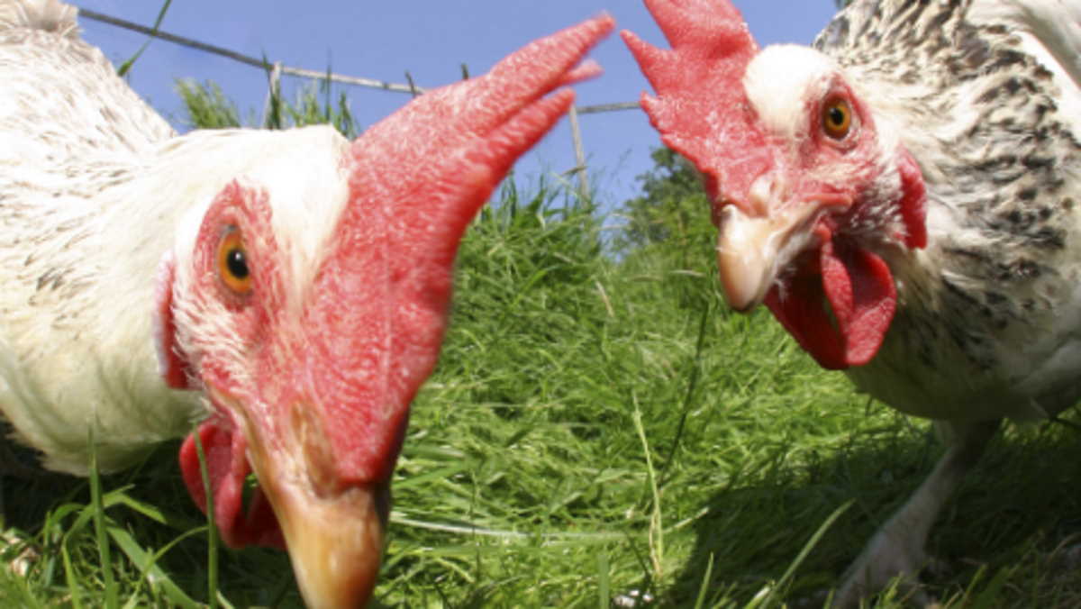 First 2023 Delaware evidence of West Nile Virus detected in DNREC’s sentinel chickens | Agrifish ...