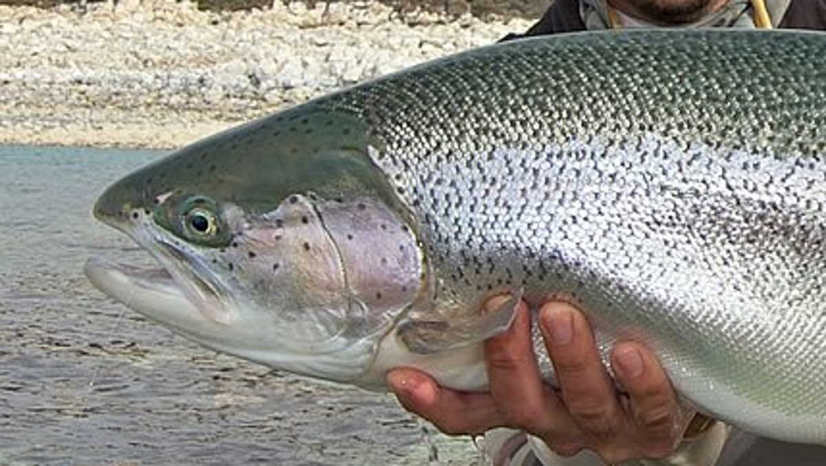 Brazil enabled entry into its market for Argentine Rainbow Trout ...