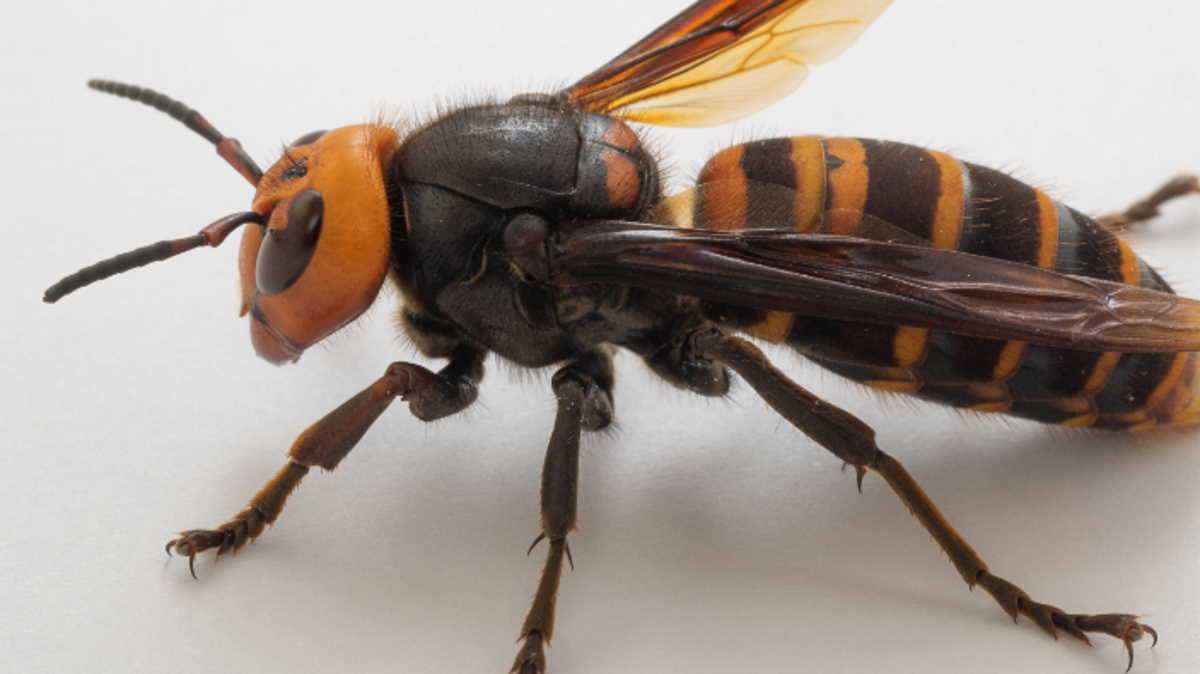 Asian hornets identified in Essex, UK | Agrifish | POST Online Media