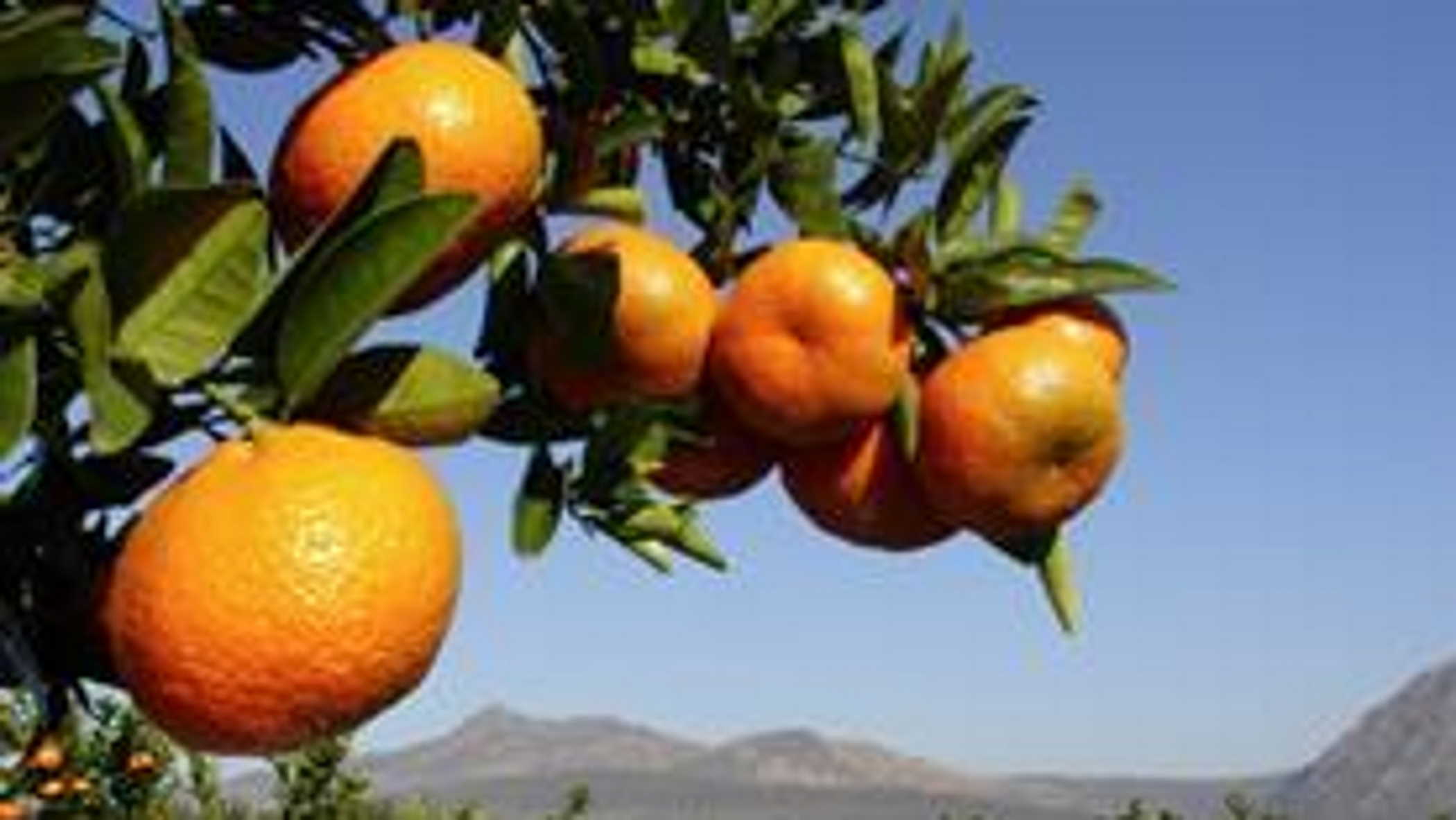 South African trade expert: EU citrus ban due to false codling moth not ...