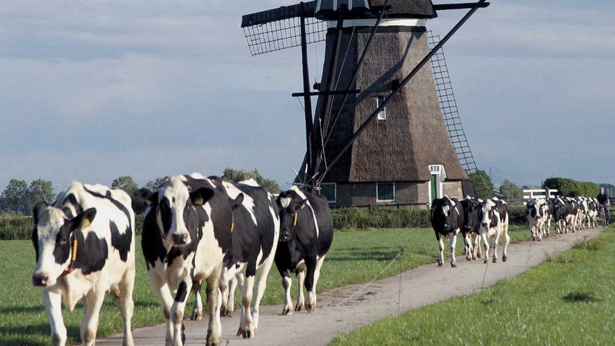 Hundreds of Dutch farms grappling with bluetongue virus | Agrifish ...