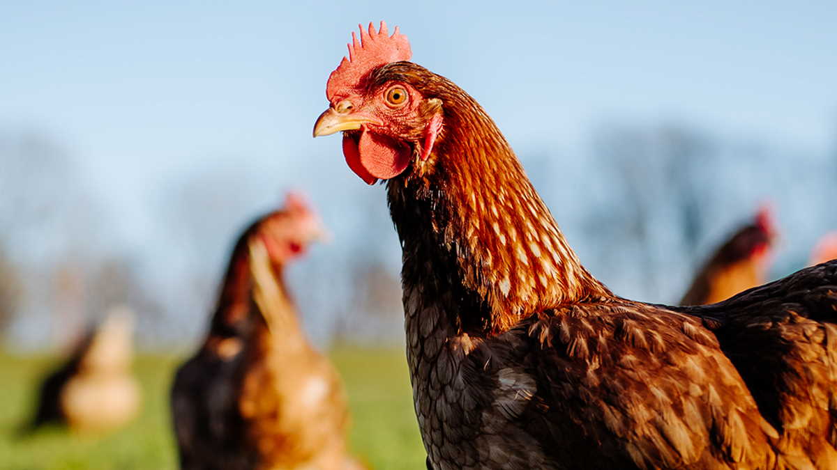 Ukraine's MHP, Saudi Arabia's DHV form JV to invest in poultry farming ...