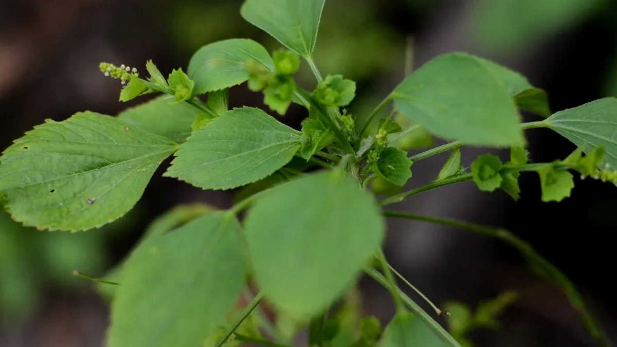 Iowans urged to report Asian copperleaf sightings | Agrifish | POST ...