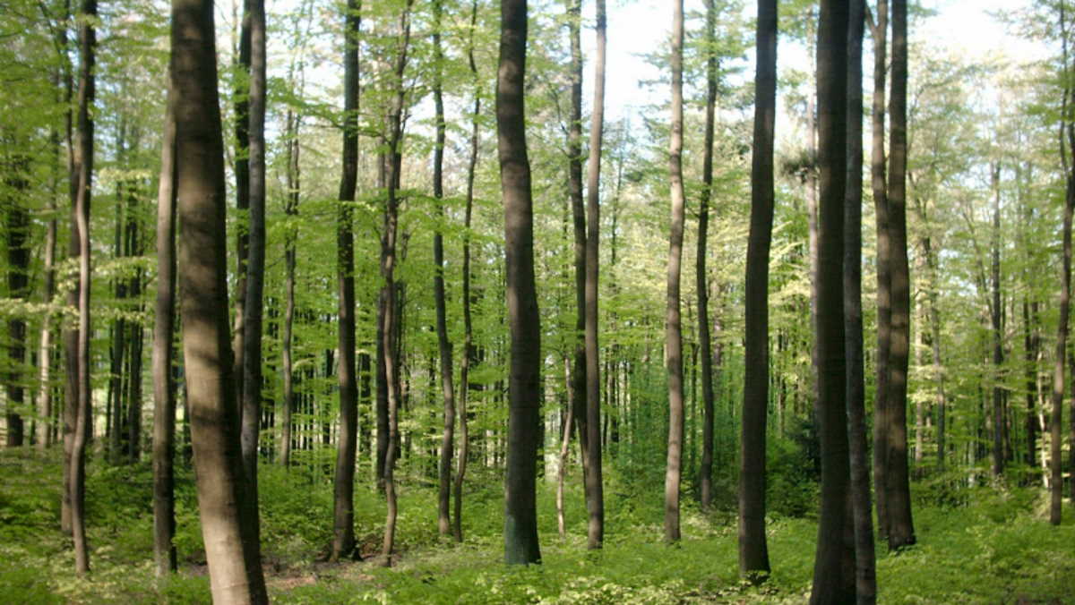 43% of German forests privately owned | Agrifish | POST Online Media