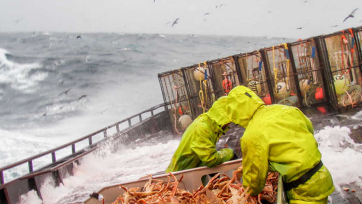 One billion snow crabs in Alaska disappeared, season cancelled first time in history | Agrifish ...