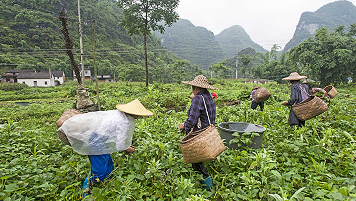 China to see higher autumn grain output in 2023 | Agrifish | POST ...