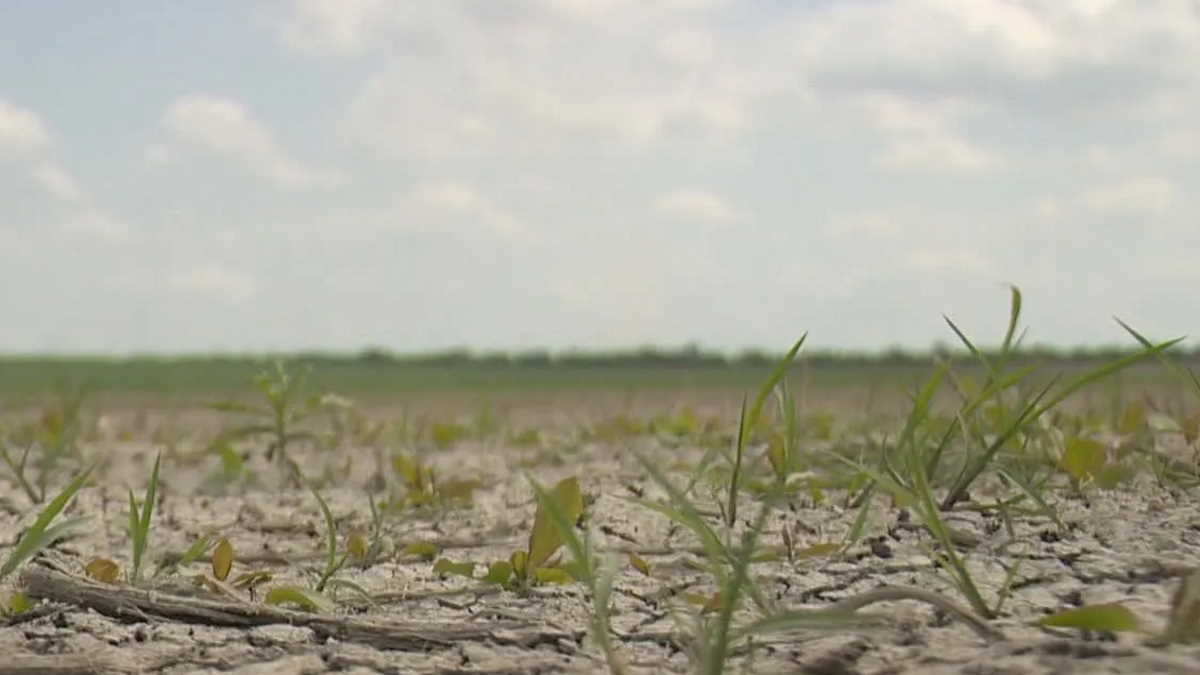 Applications opening for livestock drought relief in Alberta | Agrifish ...